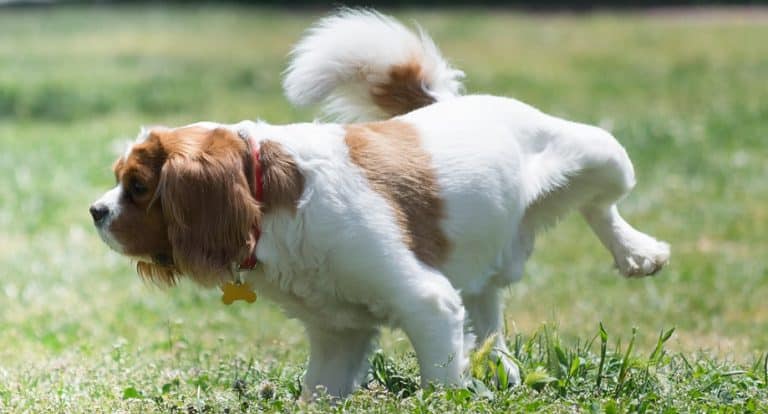 Dog Urine Color Chart | What Is A Normal Urine Color For Dogs