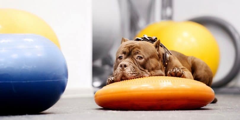 American Bully XL | Dog Breed Profile & Information