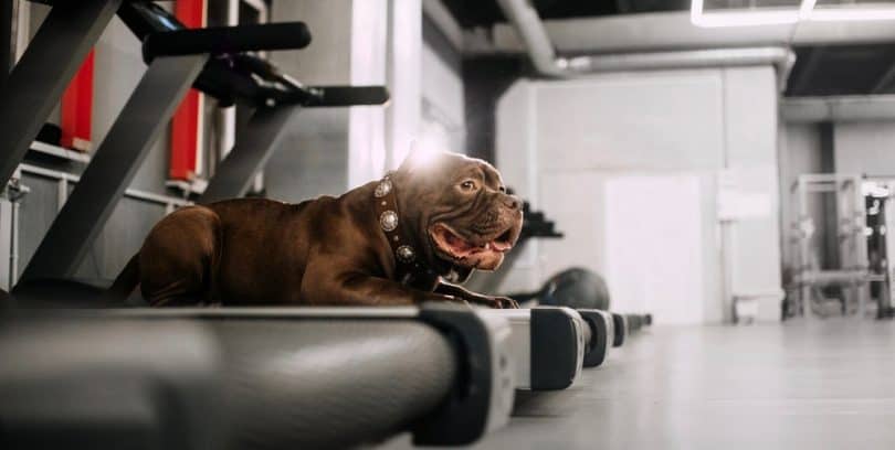 American Bully XL | Dog Breed Profile & Information