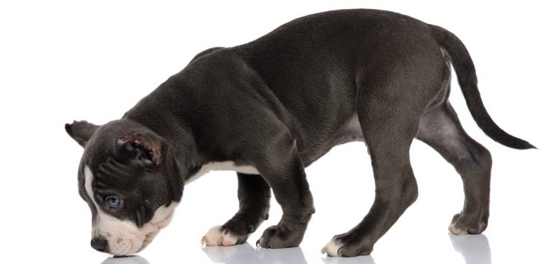 American Bully XL | Dog Breed Profile & Information