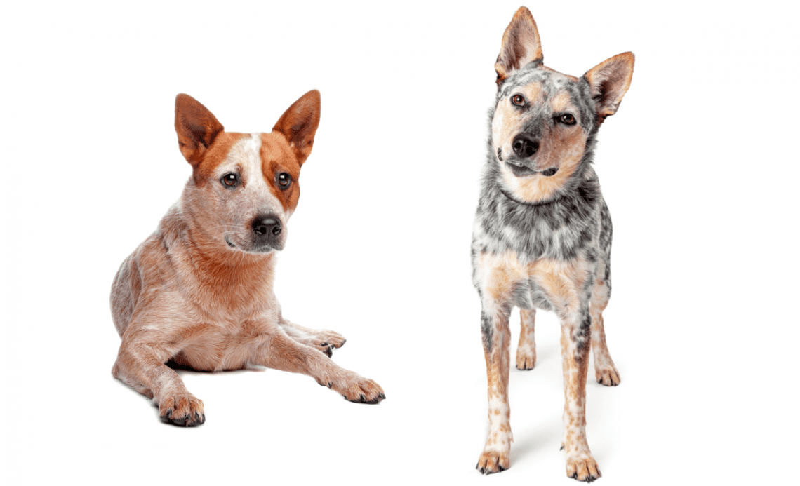 Australian Cattle Dog vs Blue Heeler | Red Heeler vs Blue Heeler
