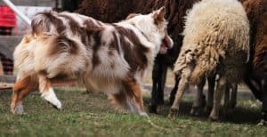 Mini Australian Shepherd vs Standard Australian Shepherd