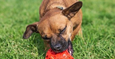 Chiweenie Growth Chart | Chiweenie Weight & Size Chart