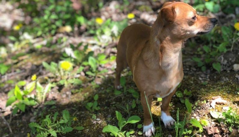 Chiweenie Growth Chart | Chiweenie Weight & Size Chart