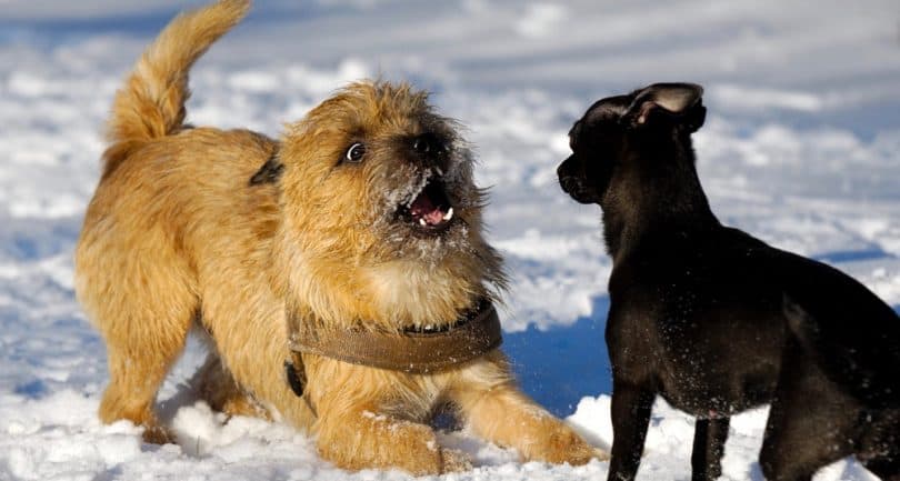 Dog Ear Positions Chart | What Your Dog's Ear Position Means