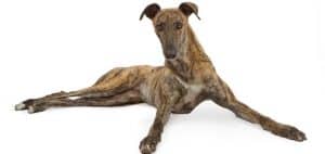 Greyhound Growth Chart | Greyhound Size & Weight Chart