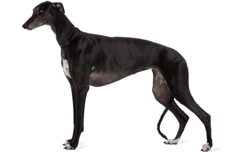 Greyhound Growth Chart | Greyhound Size & Weight Chart