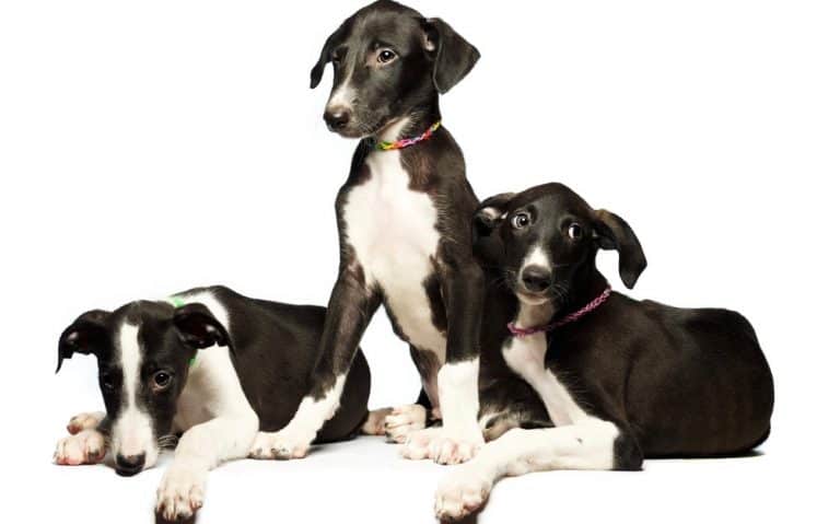 Greyhound Growth Chart | Greyhound Size & Weight Chart