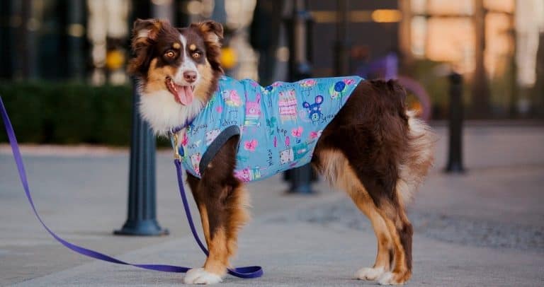 Mini Australian Shepherd vs Standard Australian Shepherd