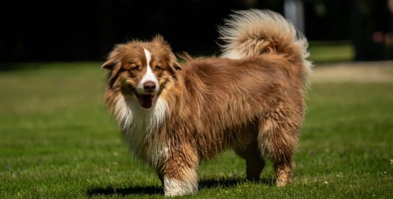 Mini Australian Shepherd vs Standard Australian Shepherd