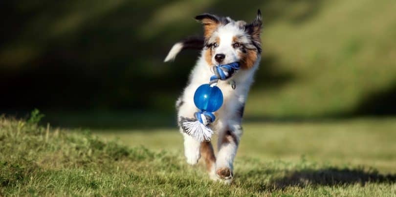 Mini Australian Shepherd vs Standard Australian Shepherd