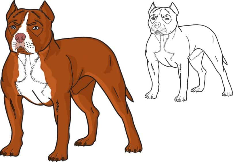 Razor Edge Pitbull | Razor Edge Bully Breed Profile & Information