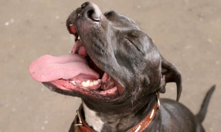 Razor Edge Pitbull | Razor Edge Bully Breed Profile & Information