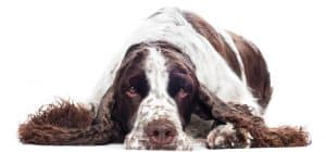 Springer Spaniel Growth Chart | Size & Weight Chart