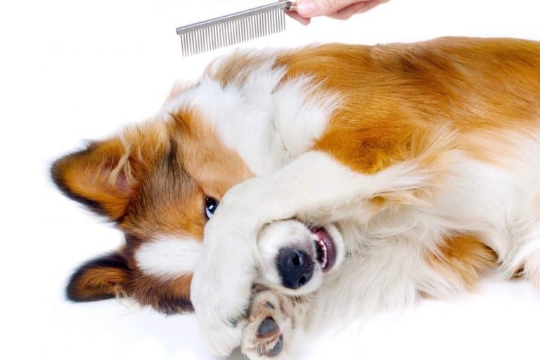 Dog Ear Positions Chart | What Your Dog's Ear Position Means