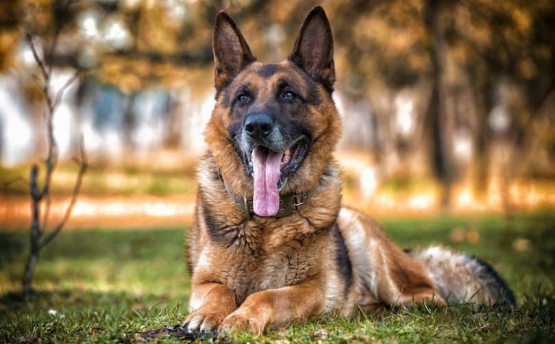 When Do German Shepherd Ears Stand Up Puppy Ear Stages