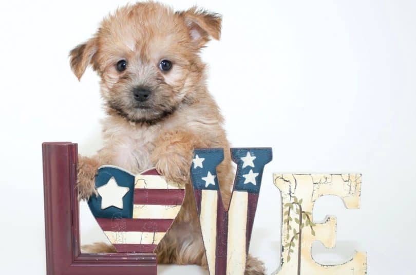 Yorkipoo Growth Chart | Yorkiepoo Weight & Size Chart