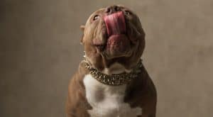 American Bully Puppy Feeding Chart | Feeding American Bully