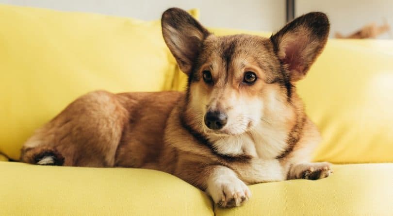 Dog Sitting Position Meaning | Different Dog Sitting Positions