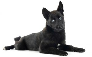 Pomsky Growth Chart | Pomsky Weight & Size Chart