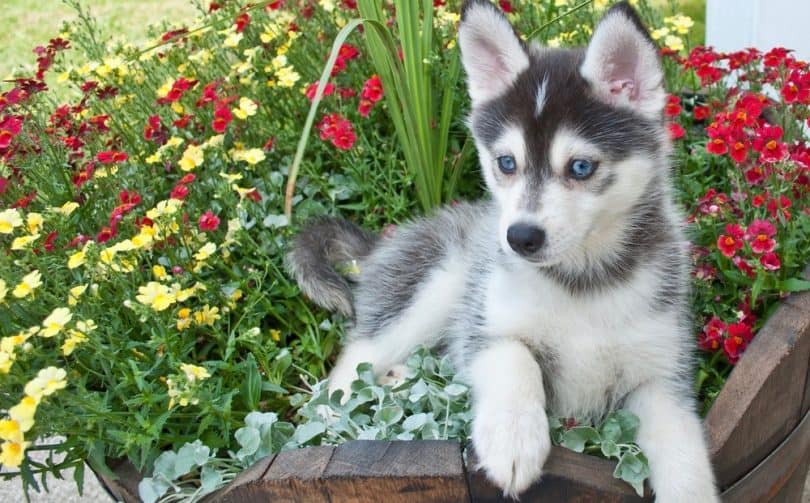 Pomsky Growth Chart | Pomsky Weight & Size Chart