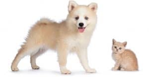 Pomsky Growth Chart | Pomsky Weight & Size Chart