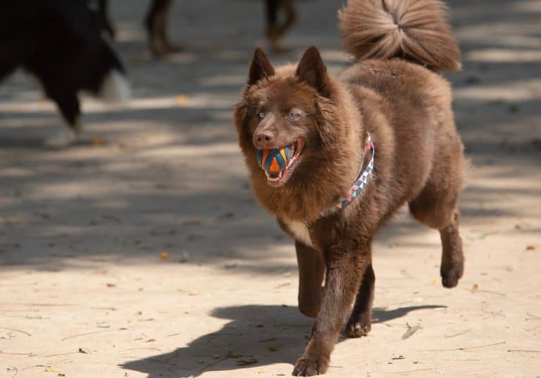 Pomsky Growth Chart | Pomsky Weight & Size Chart