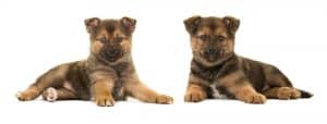 Pomsky Growth Chart | Pomsky Weight & Size Chart