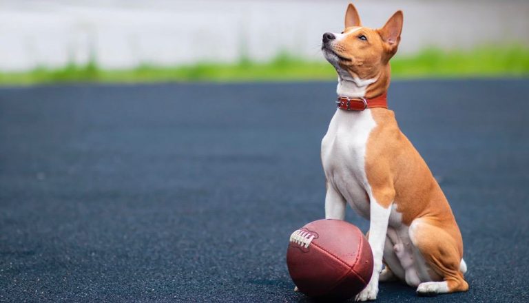 Basenji Weight Chart | Basenji Size & Growth Chart