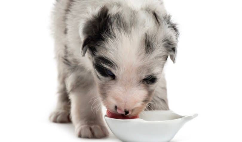 How Much To Feed A Mini Australian Shepherd Puppy