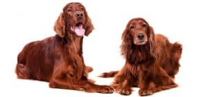 Irish Setter Growth Chart | Irish Setter Size & Weight Chart