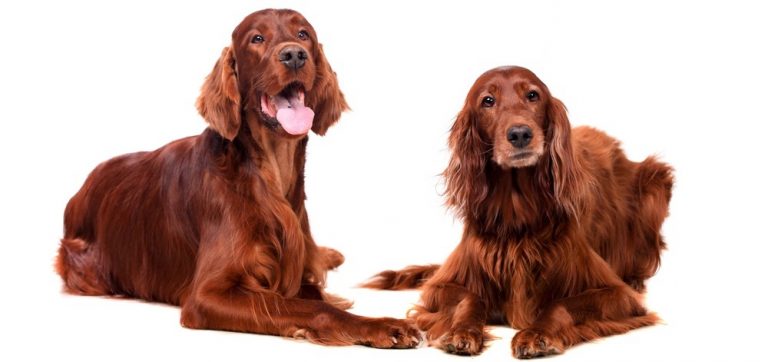 Irish Setter Growth Chart | Irish Setter Size & Weight Chart