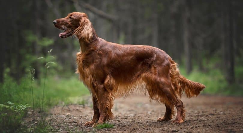 Irish Setter Growth Chart | Irish Setter Size & Weight Chart