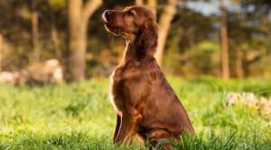 Irish Setter Growth Chart | Irish Setter Size & Weight Chart