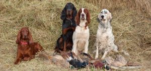 Irish Setter Growth Chart | Irish Setter Size & Weight Chart