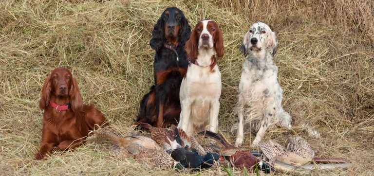 Irish Setter Growth Chart | Irish Setter Size & Weight Chart