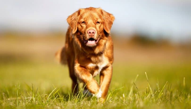 My Dog Is Limping But Not Crying | Puppy Limping But Not Crying