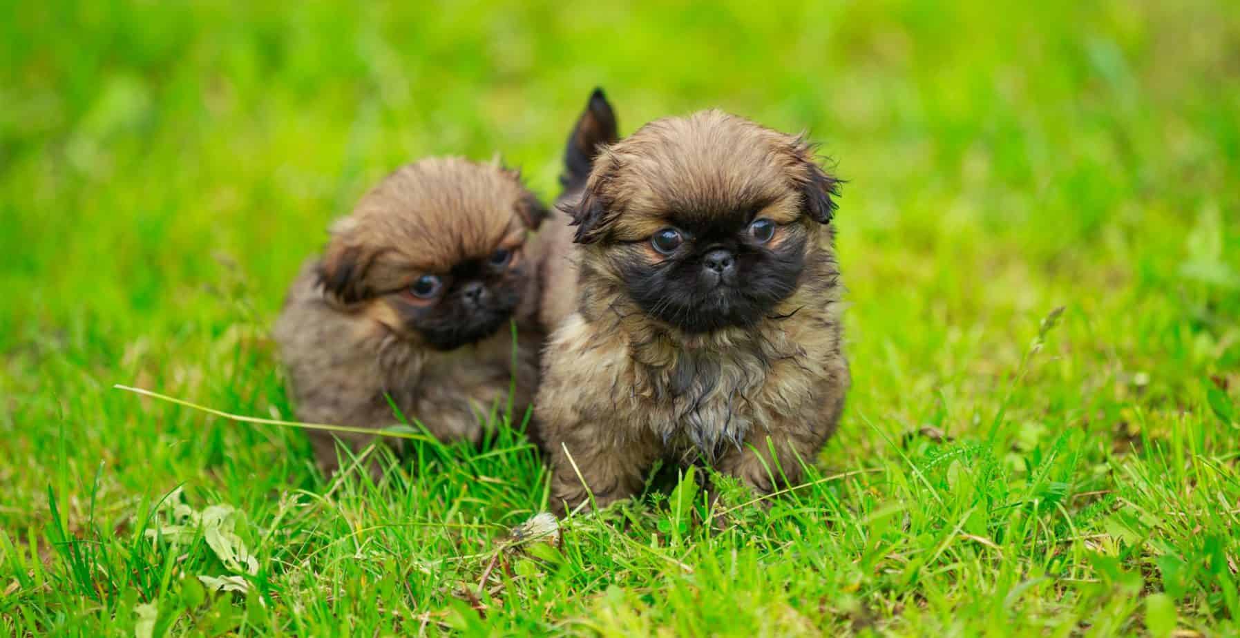 Springer Spaniel Growth Chart | Size & Weight Chart