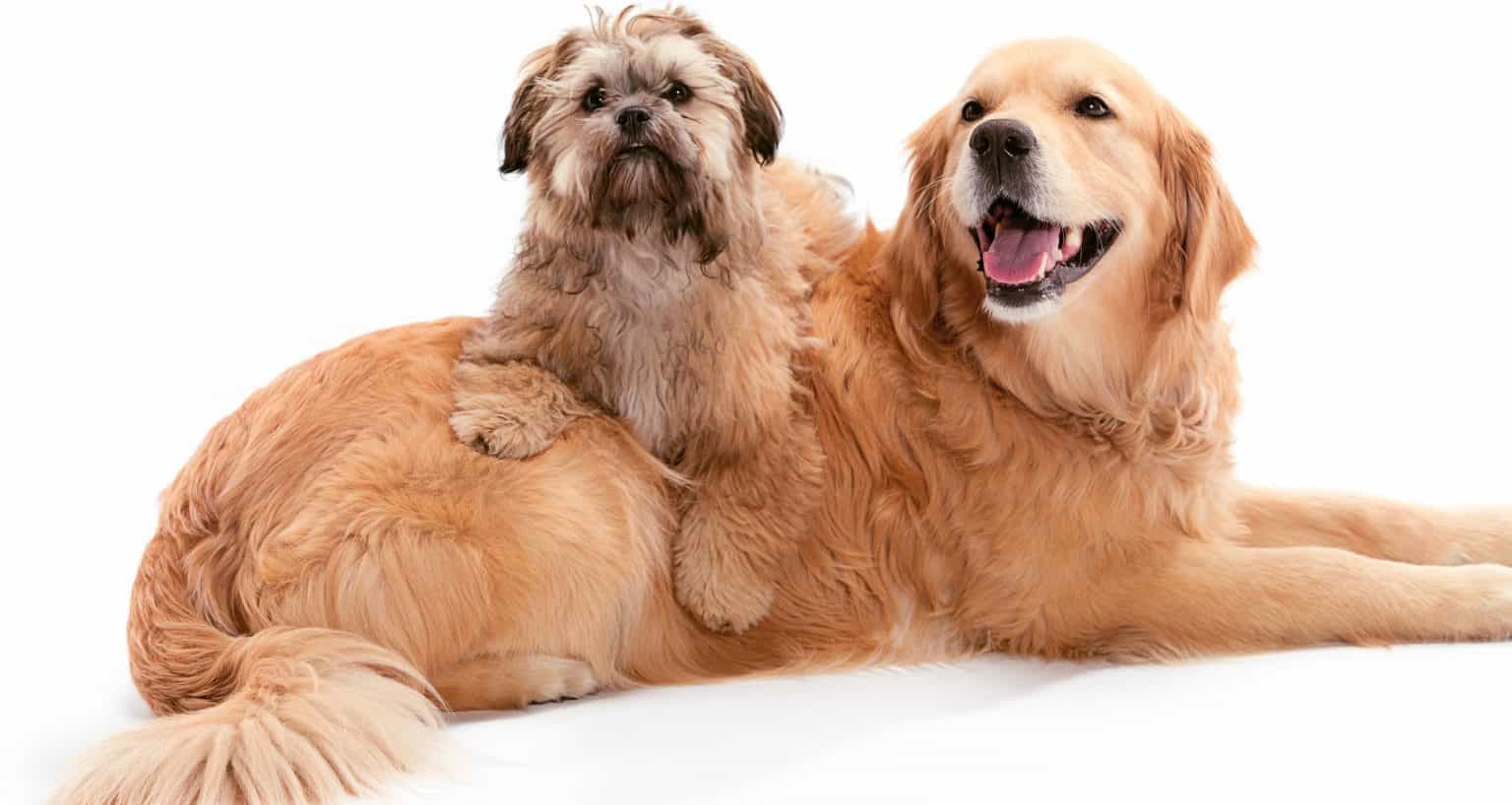 Shih Poo Growth Chart | Shih Poo Size & Weight Chart