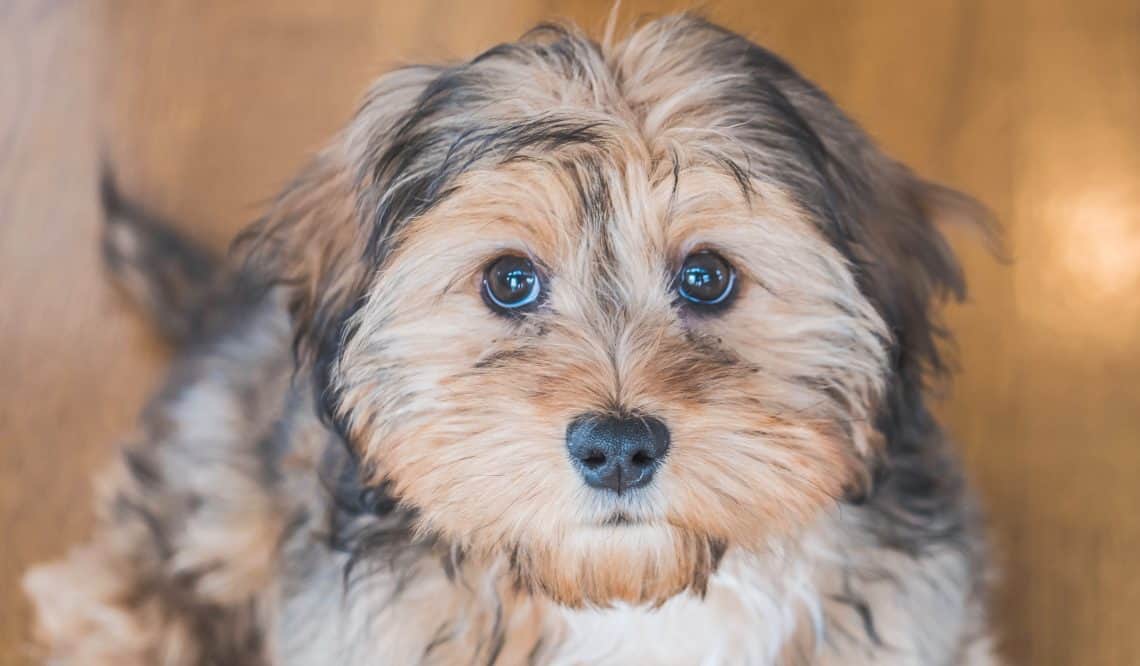 Shih Poo Growth Chart | Shih Poo Size & Weight Chart