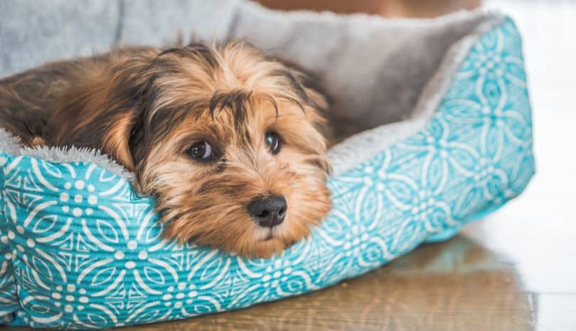 Shih Poo Growth Chart | Shih Poo Size & Weight Chart