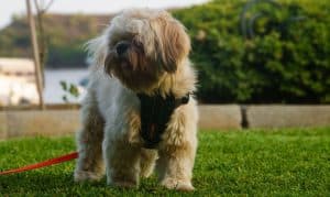 Shih Poo Growth Chart | Shih Poo Size & Weight Chart