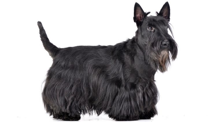 Scottish Terrier Weight Chart | Size & Growth Chart