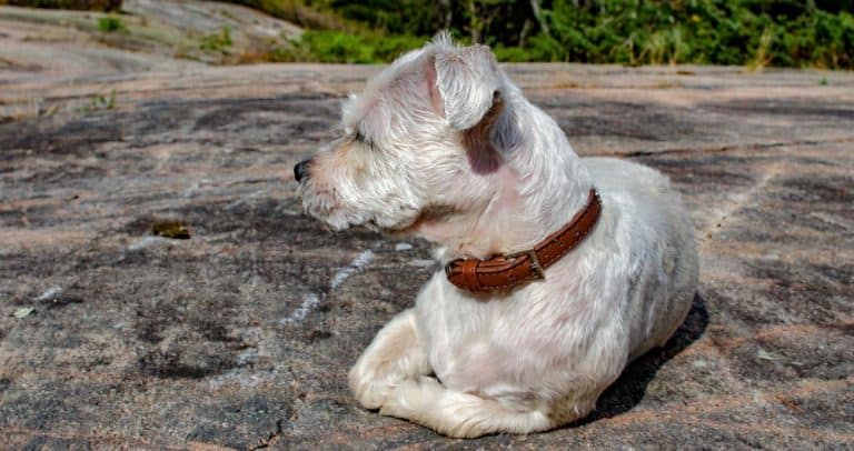 Shorkie Weight Chart | Shorkie Size & Growth Chart