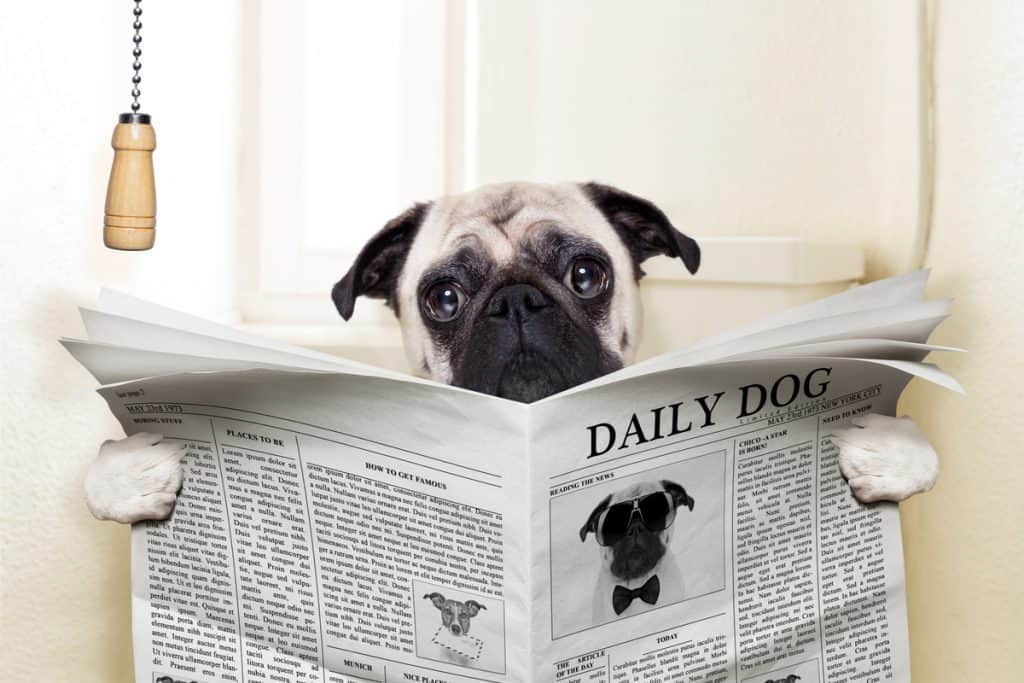 Dog Sitting Position Meaning | Different Dog Sitting Positions