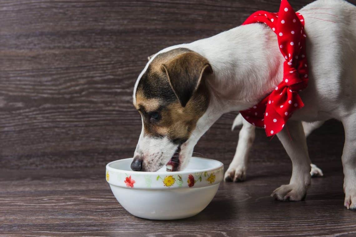 White Or Brown Rice For Dogs: Which Is Better?