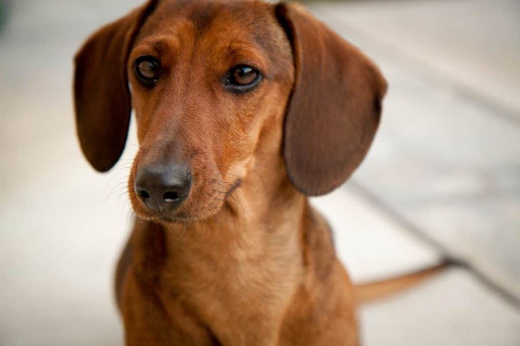 How Do You Know When Dachshund Adults Have Matured?