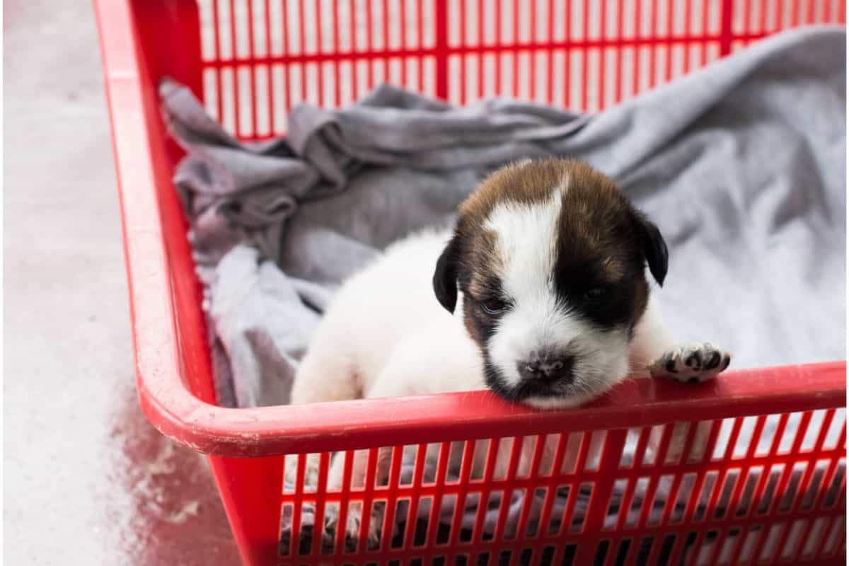 Parvo – The Virus In Stages